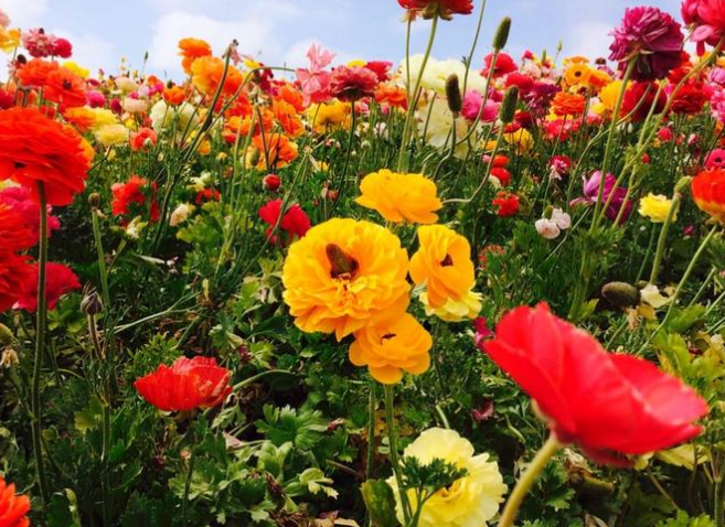 Top 3 Springtime E-Liquid Flavors from Tasty Cloud Vape – Tasty Cloud ...